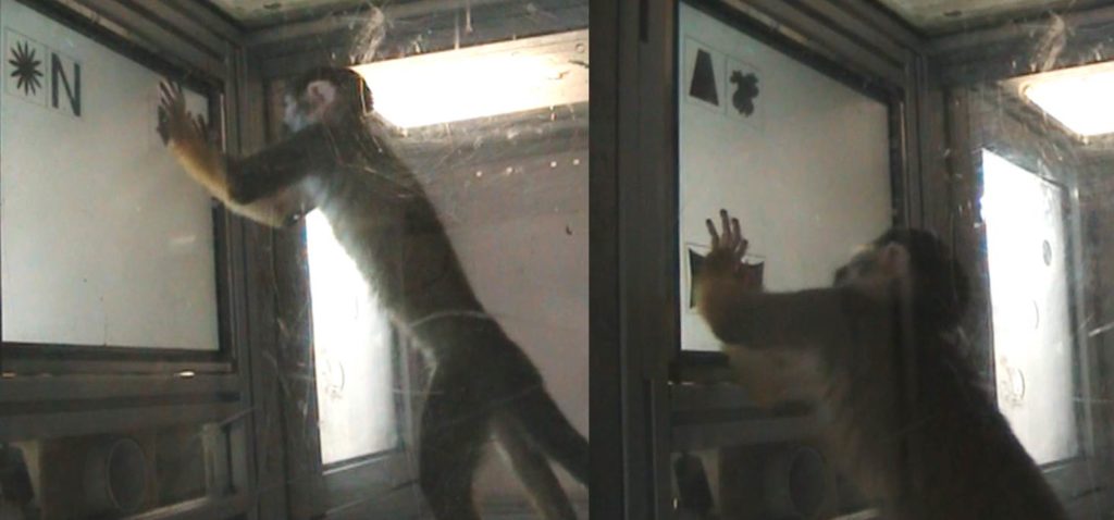 Do Squirrel Monkeys Understand the Rules of Language? – Living Links