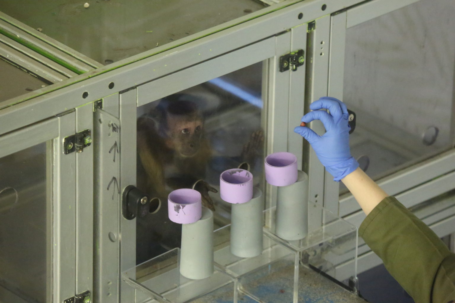 What is Living Links? – Living Links