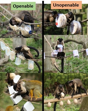 Serious Fun at Living Links! – Living Links