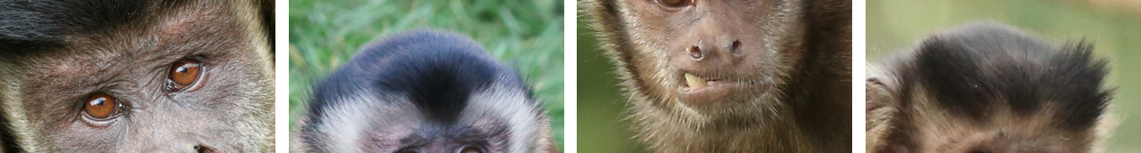 Meet Our Brown Capuchin Troops! – Living Links