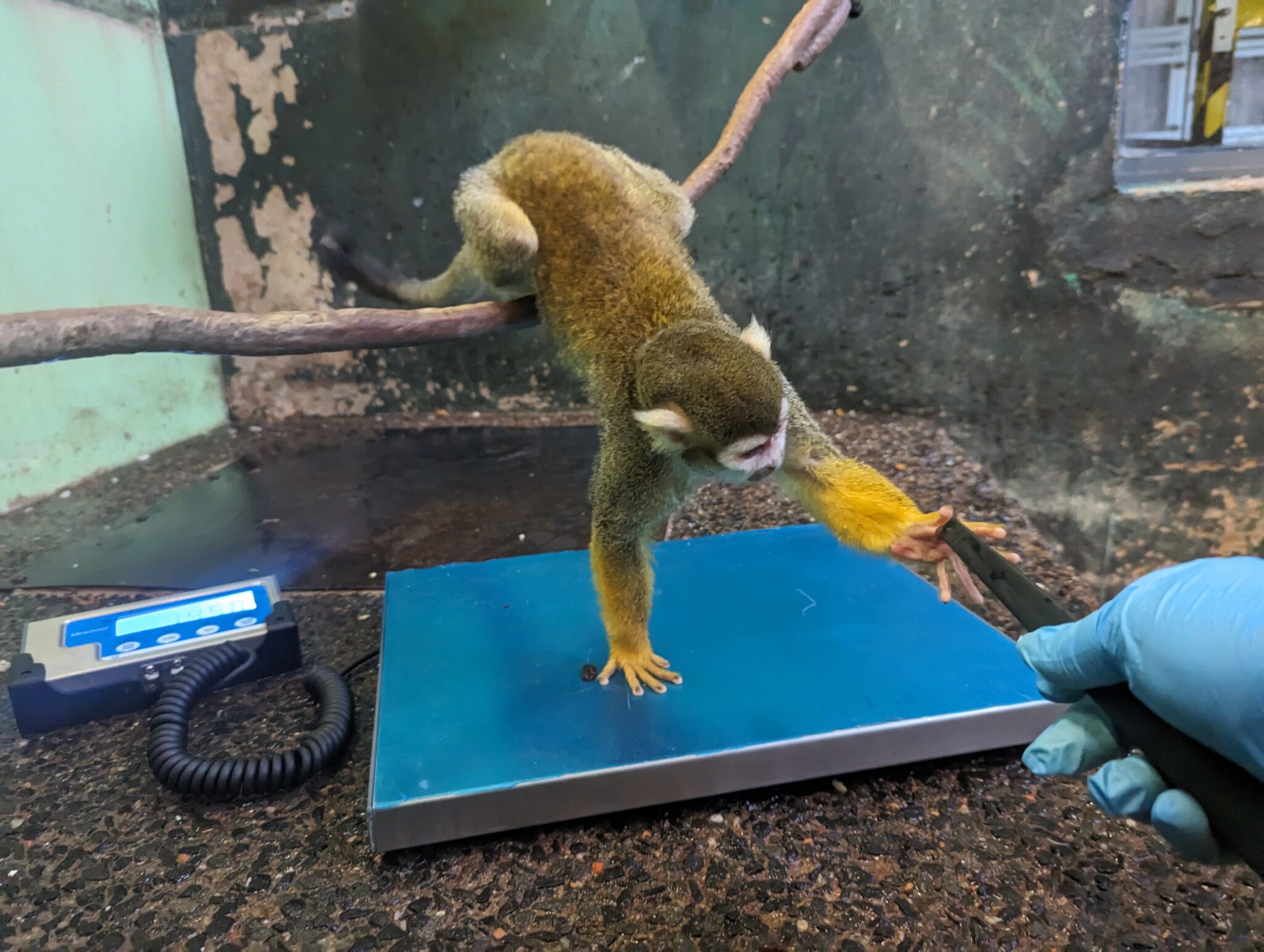 Squirrel Monkey Training at Living Links – Living Links